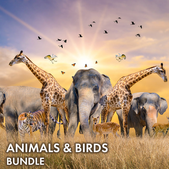 Animals and Birds Bundle | Sound Ideas