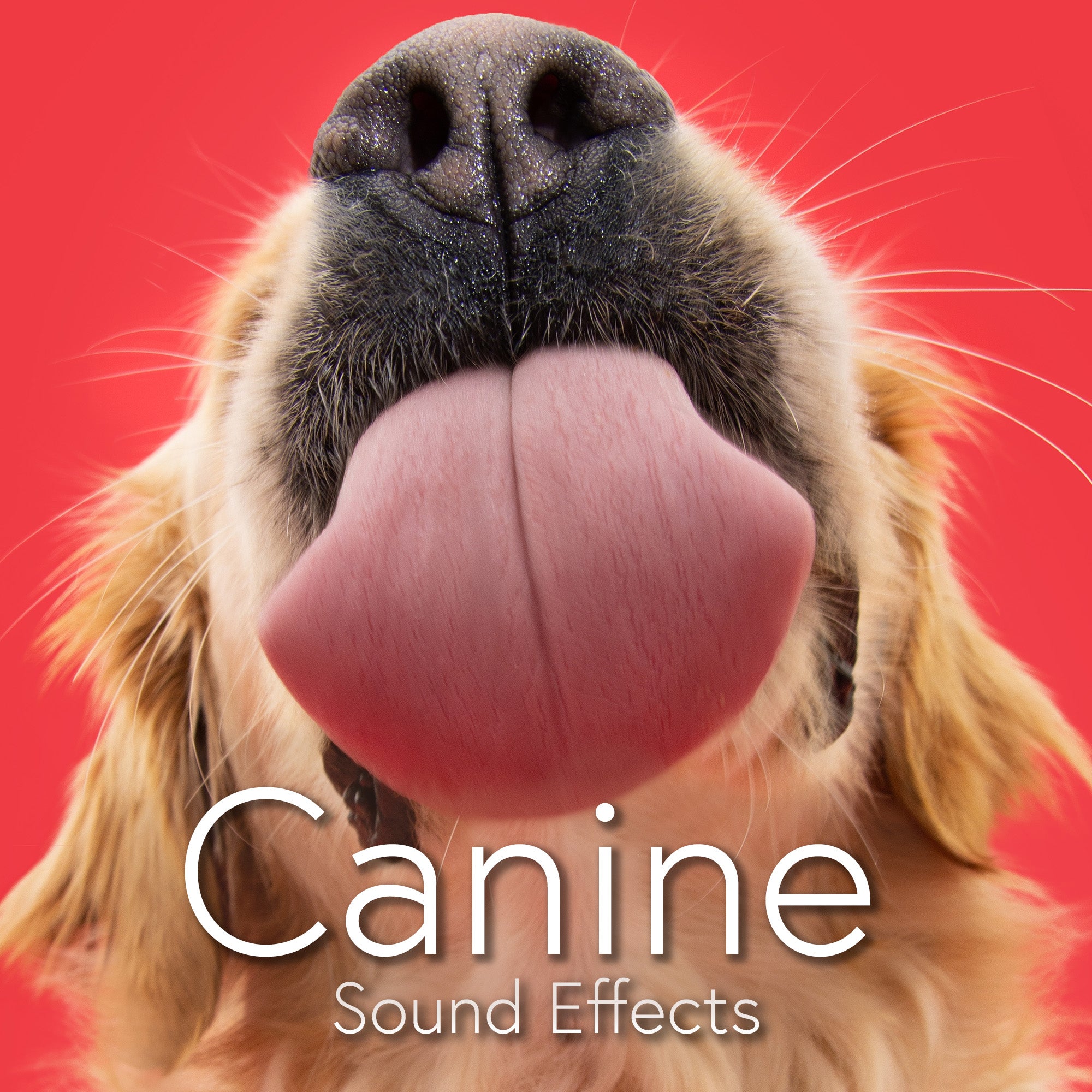 Canine Sound Effects | Sound Ideas