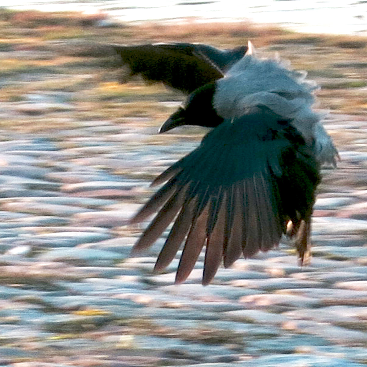 Detunized - Urban Crows | Sound Ideas