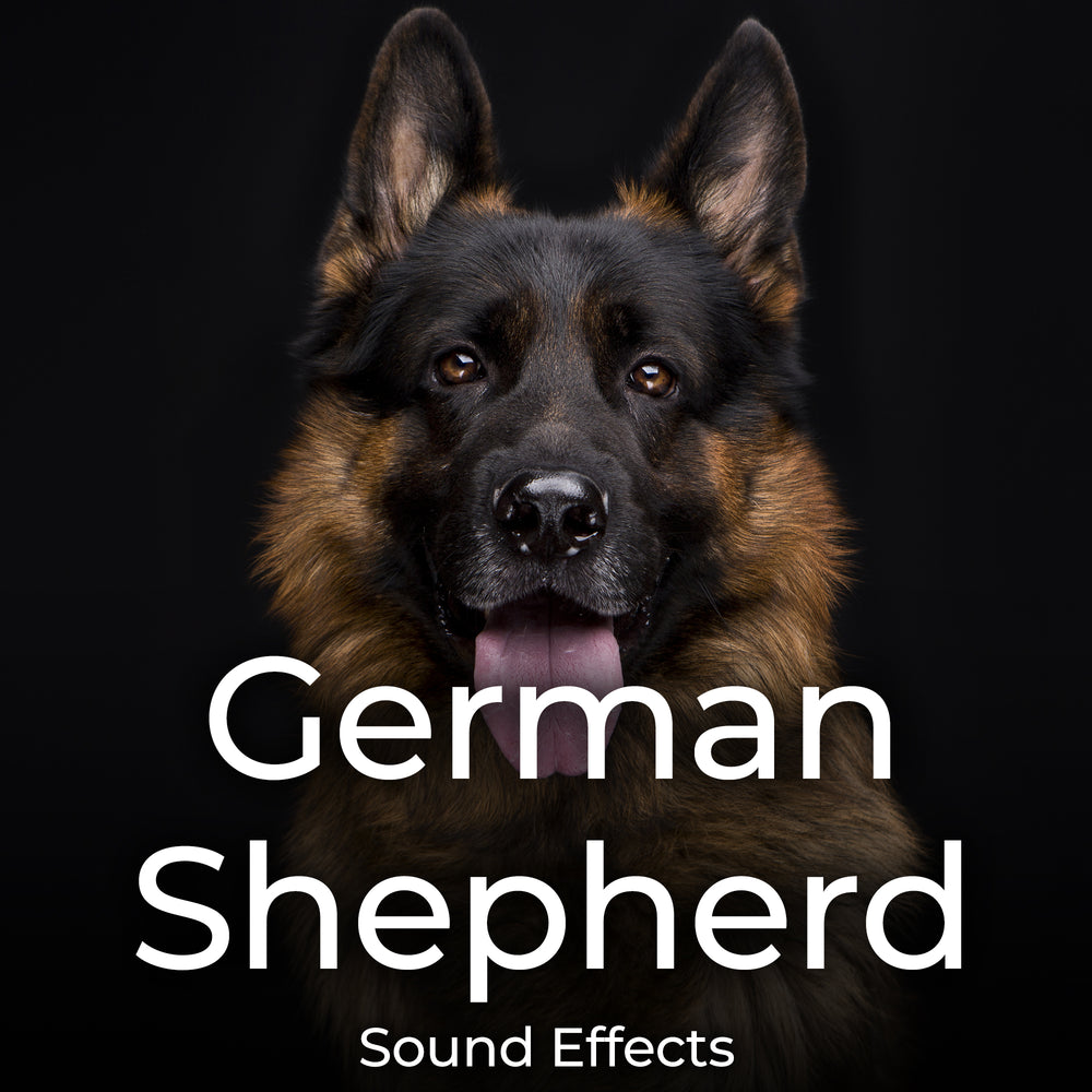 German Shepherd Sound Effects | Sound Ideas